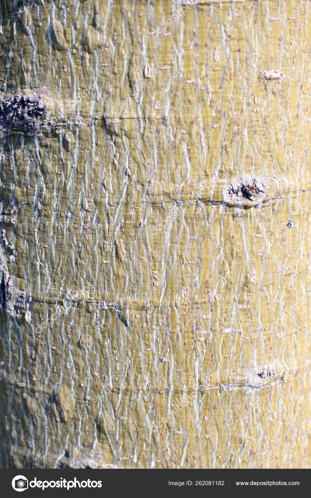 Tree Bark Texture Background — Stock Photo © YAYImages #262081182