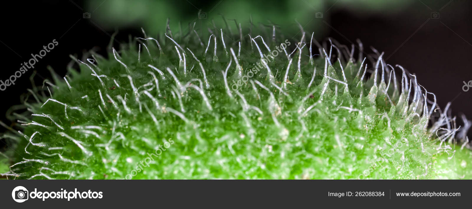 Squirting Cucumber Exploding Cucumber Plant Cucumber Family Gets It's ...