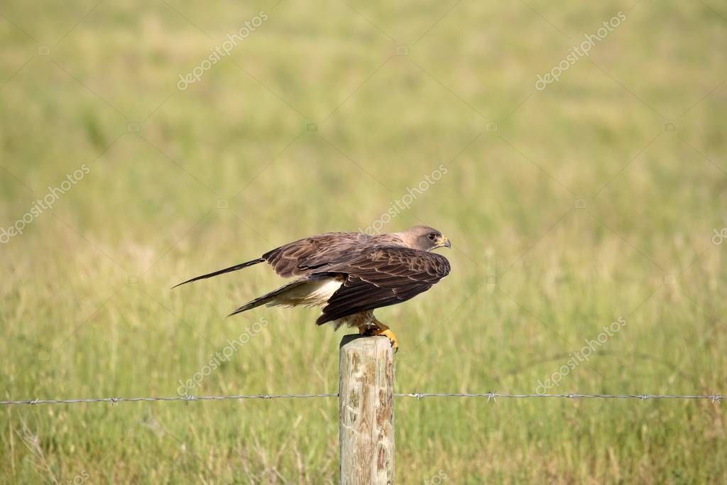 El halcón de Swainson (Buteo swainsoni) es un gran halcón de la familia ...