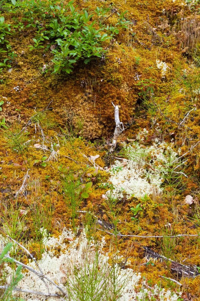 Primer plano del suelo del bosque boreal con líquenes, musgos y plantas ...