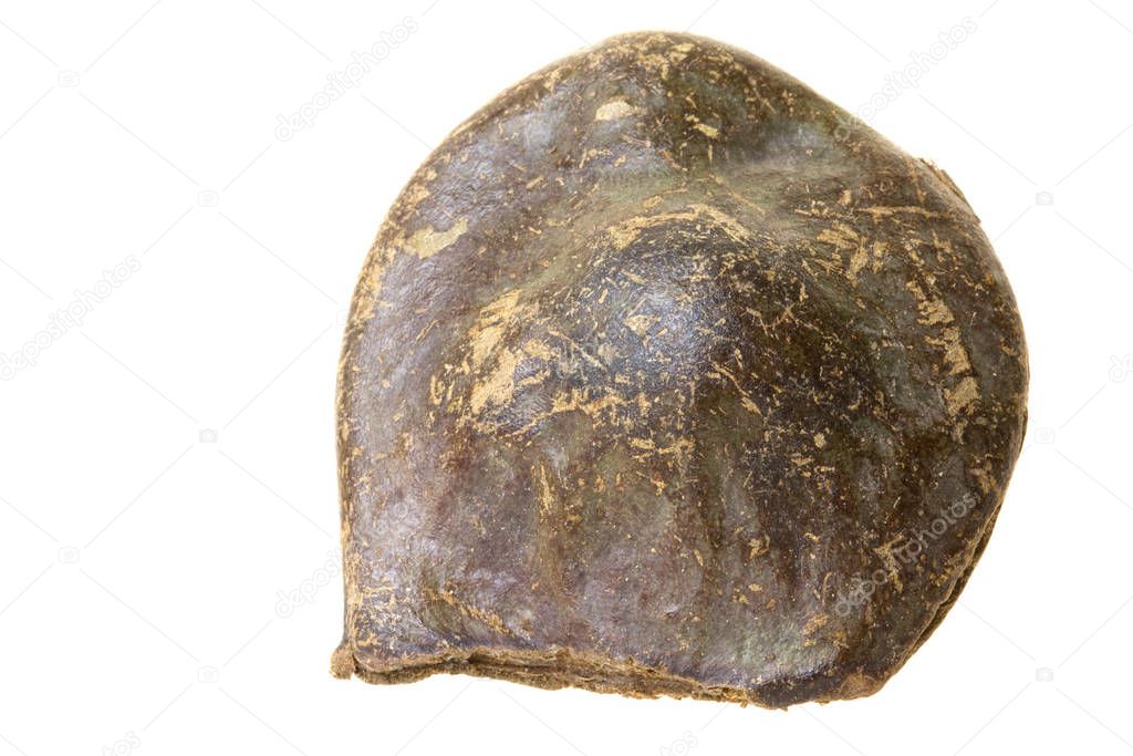 Imagen aislada de Sumatra Exotic Bean (Pithecellobium jiringa) o ...