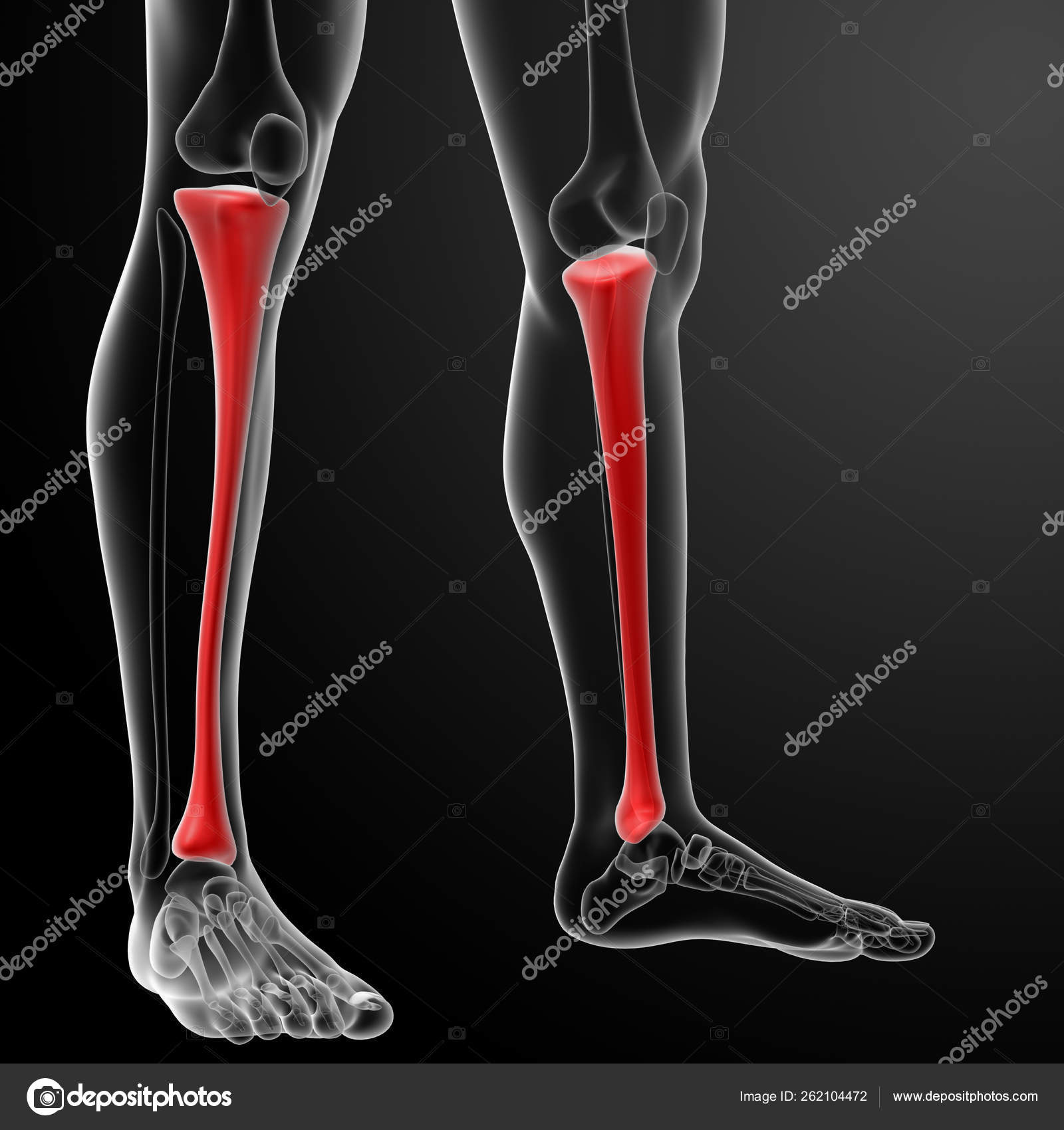Render Human Tibia Side View Stock Photo by ©YAYImages 262104472