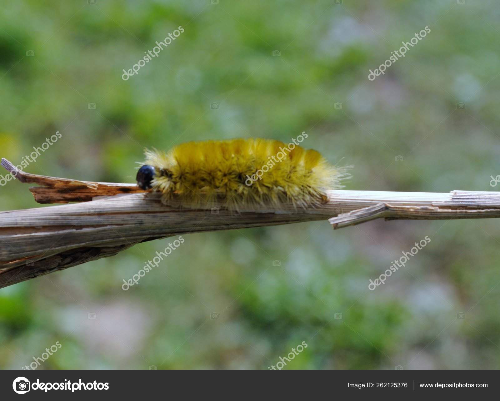 Caterpillar American Dagger Moth Stock Photo by ©YAYImages 262125376