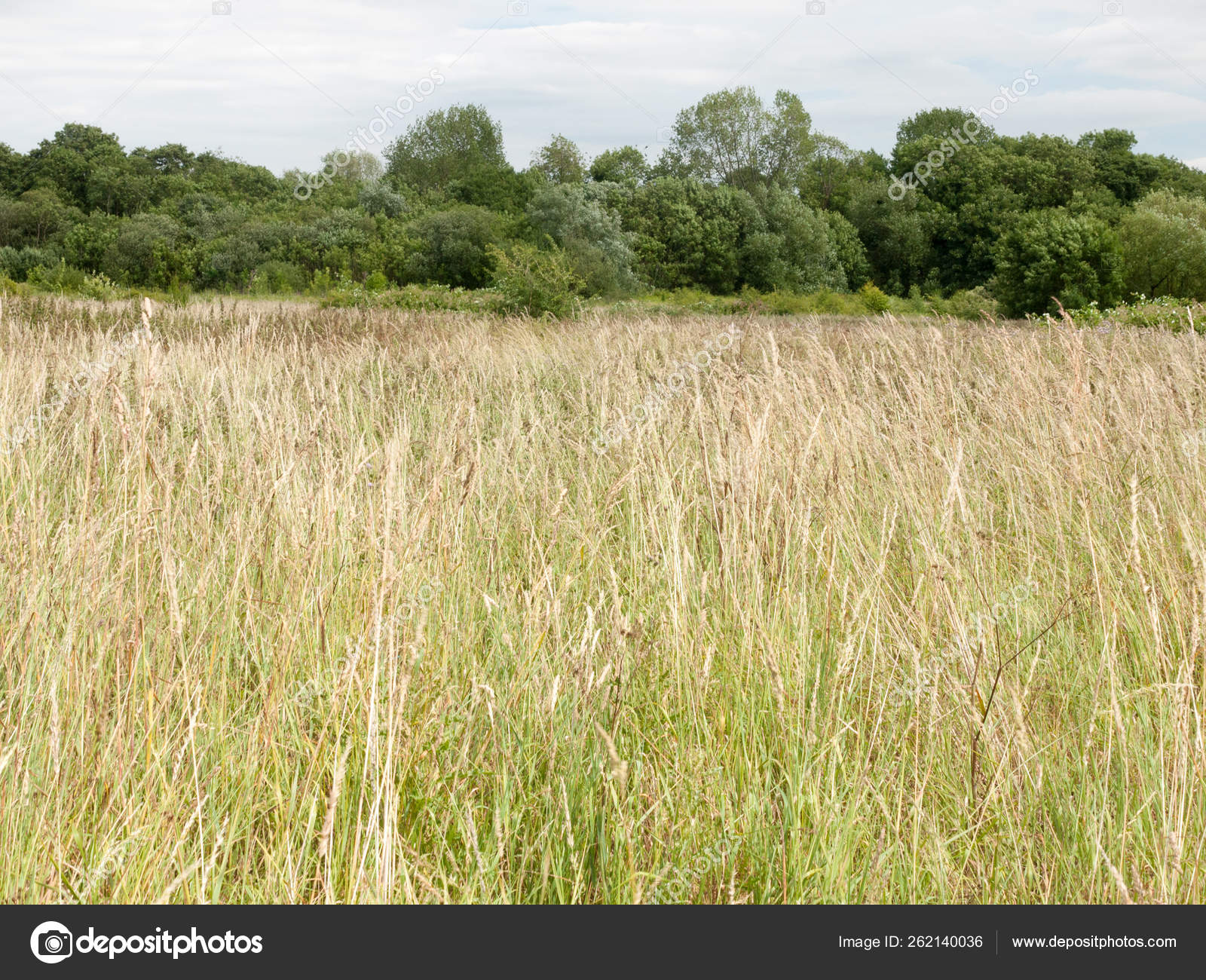 Beautiful Field Trees Sky Nice Sunny Day England Long Grass Stock Photo ...