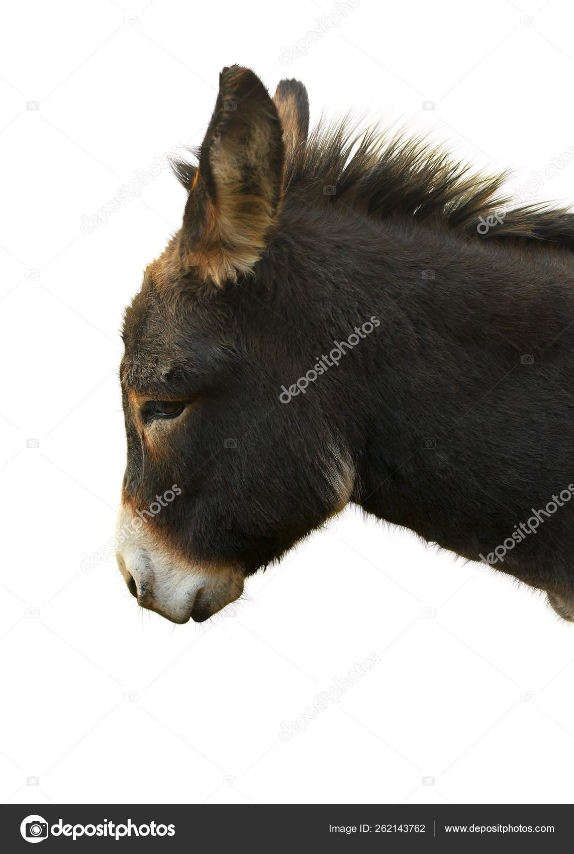 Portrait Donkey Front White Background Stock Photo by ©YAYImages 262143762