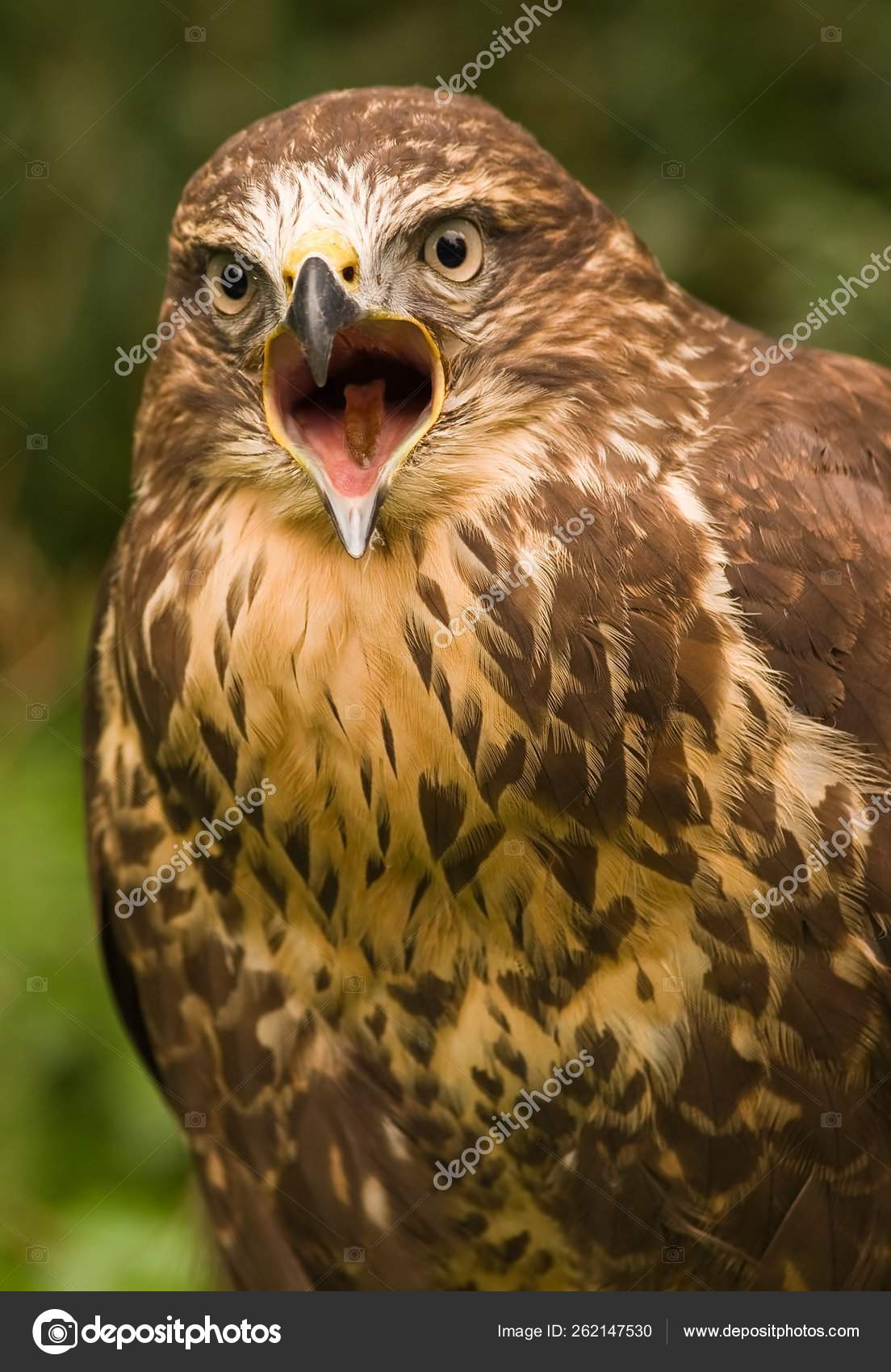 Buzzard Bird Prey Which Loudly Screaming — Stock Photo © YAYImages ...