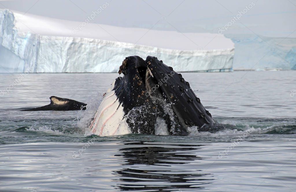 Cabeza de ballena jorobada, mostrando en la inmersión, Península ...