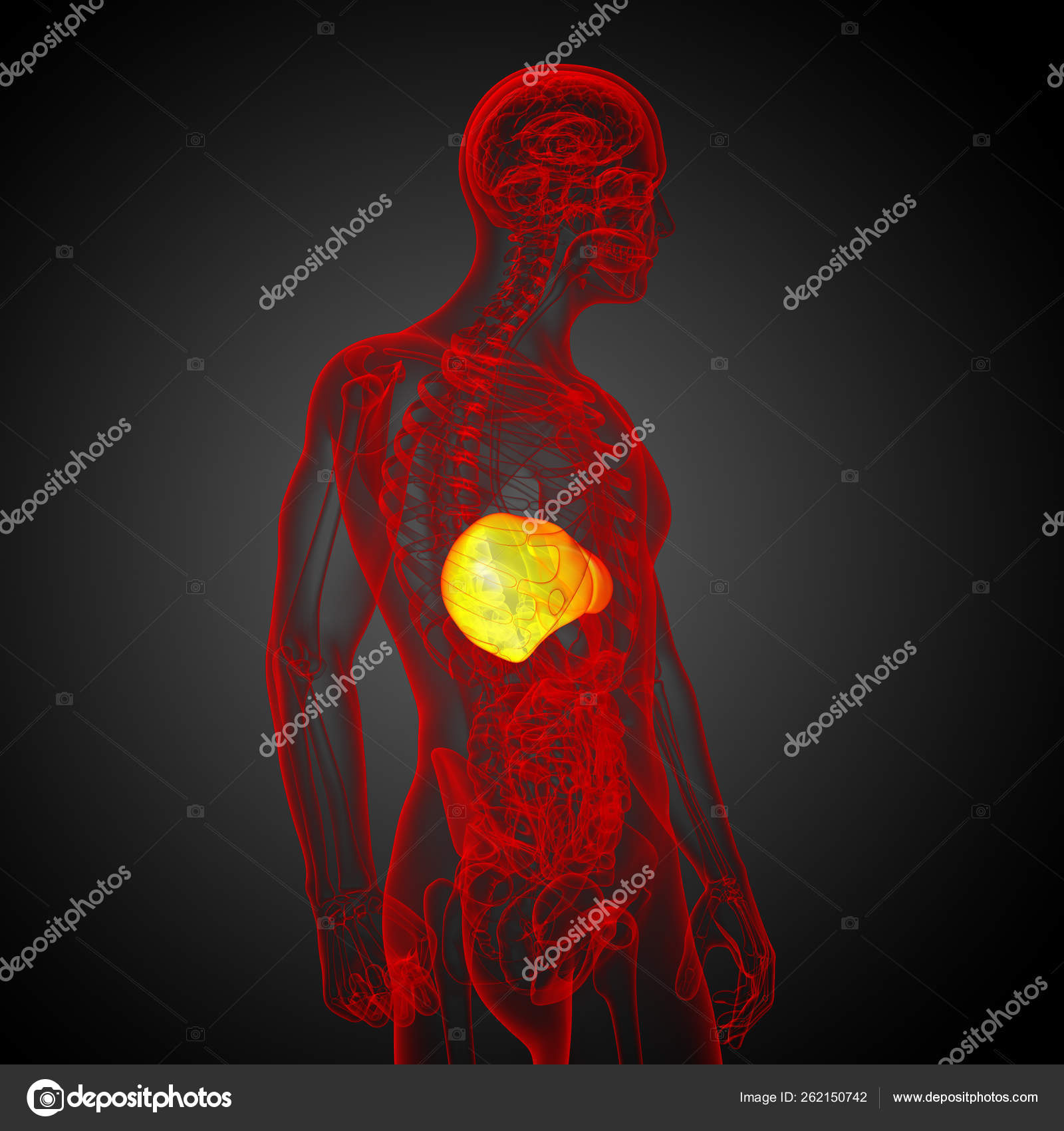 Render Medical Illustration Liver Side View Stock Photo by ©YAYImages ...