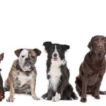 Twelve dogs in a row Stock Photo by ©eriklam 6431352