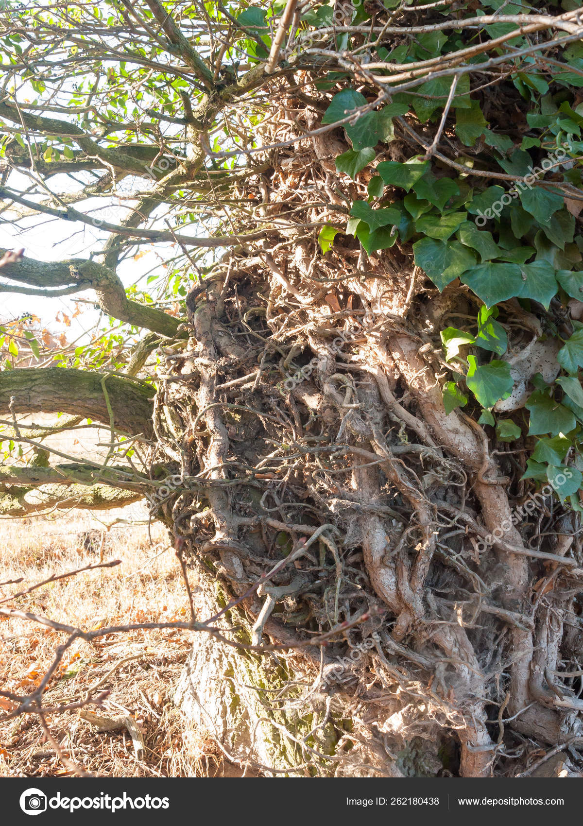 Close Feature Tree Growing Roots Branches Wrapped Essex England Stock ...