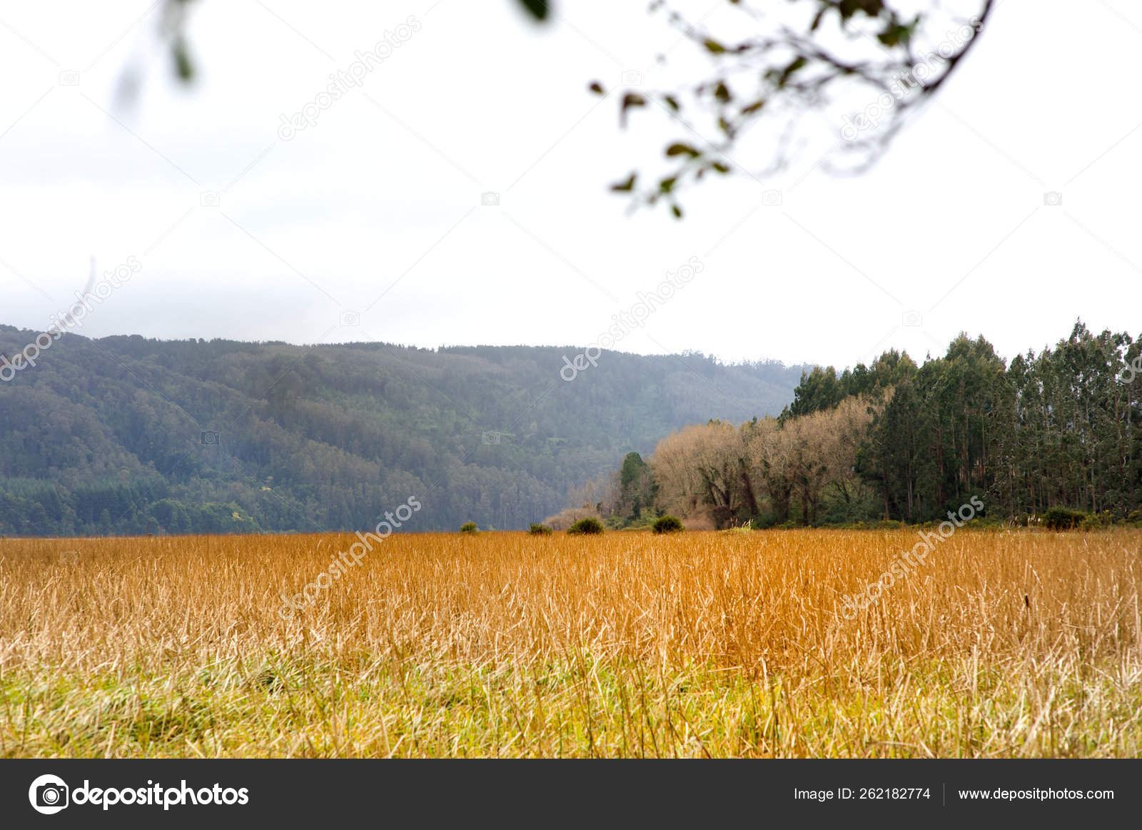 Low Iso Nikon Full Frame Top Line Lens Stock Photo by ©YAYImages 262182774