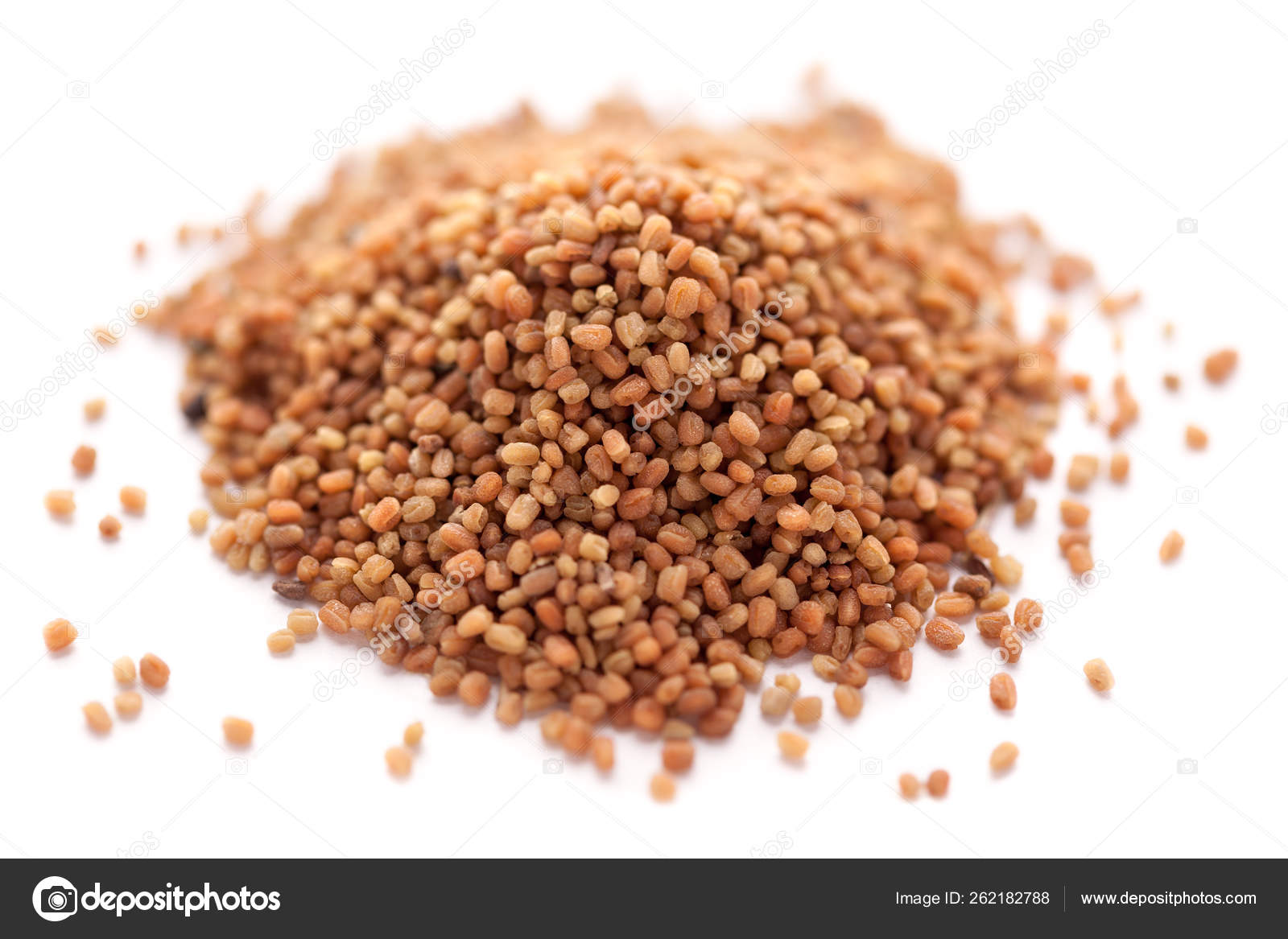 Collection Andrographis Paniculata Seeds Kalmegh White Background Stock ...