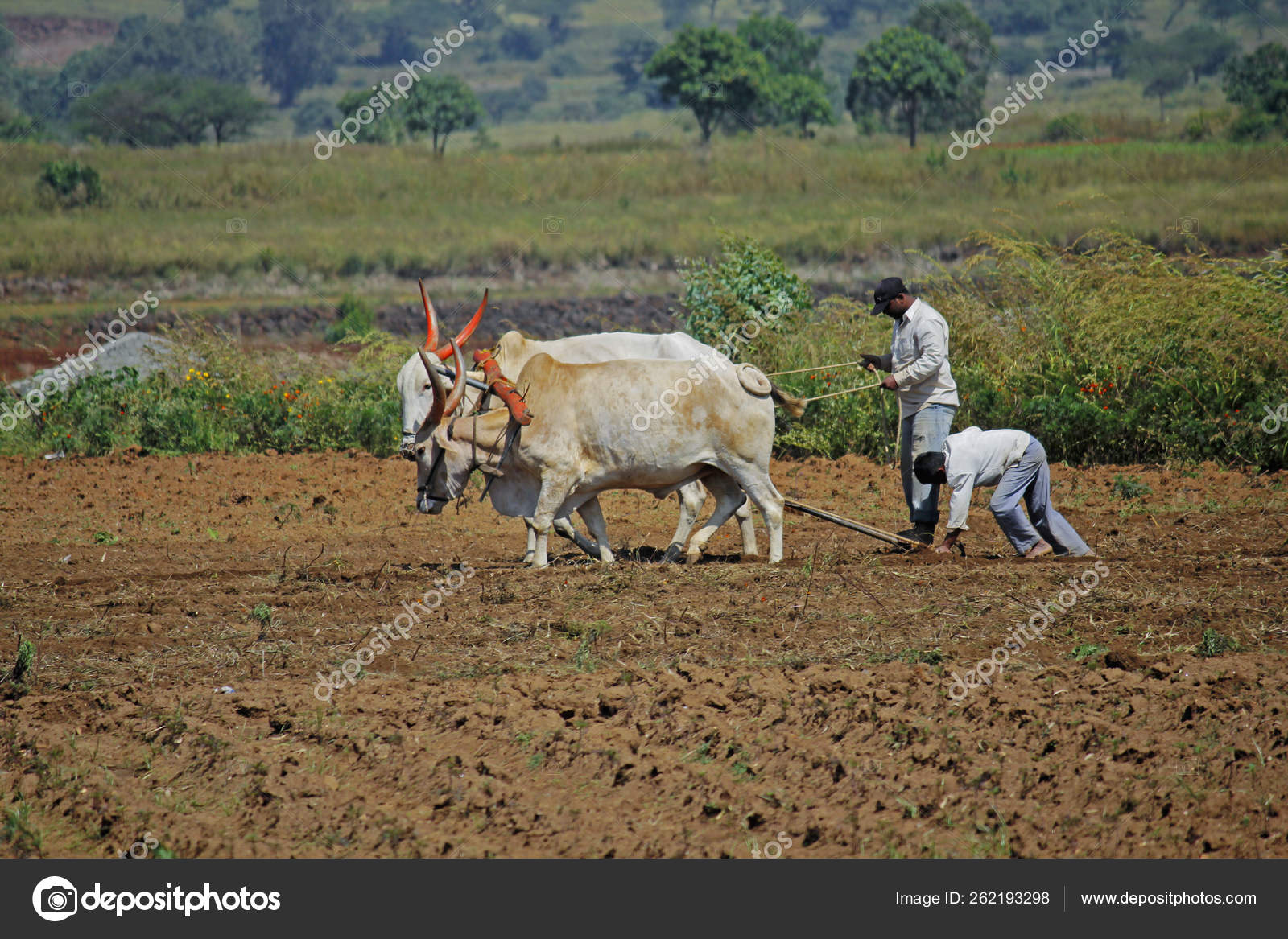 Farmer Ploughing Field — Stock Photo © YAYImages #262193298