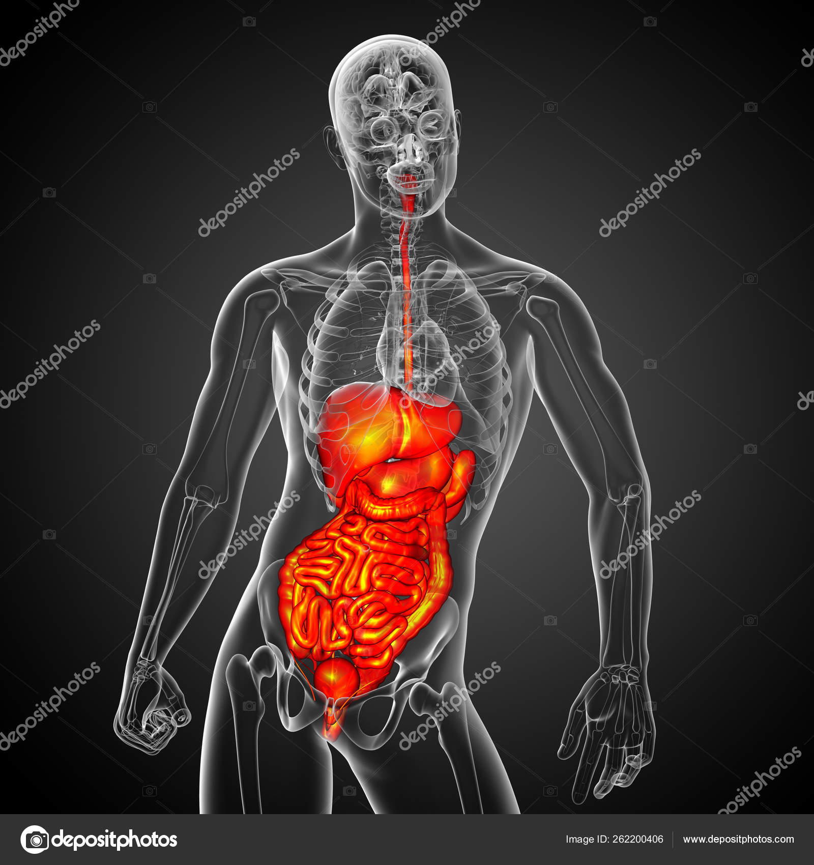 Render Medical Illustration Human Digestive System Front View Stock ...