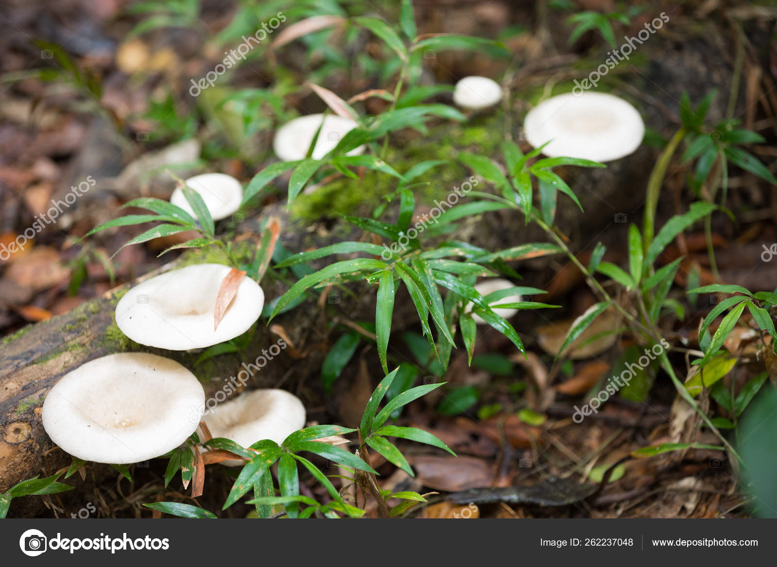 White Parasite Mushroom Trunk Rainforest Tree Analamazaotra National ...