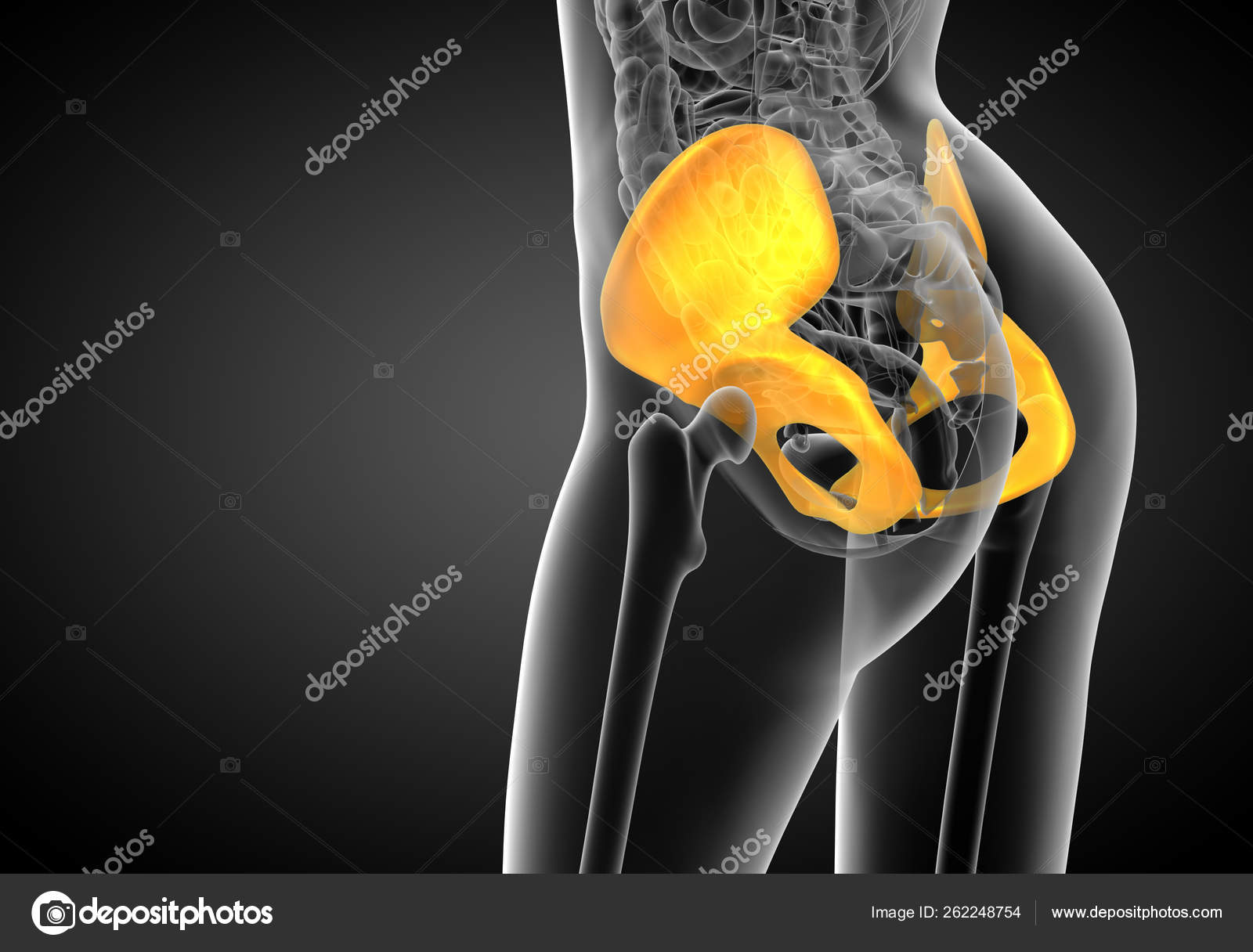 Render Medical Illustration Pelvis Bone Side View Stock Photo by ...