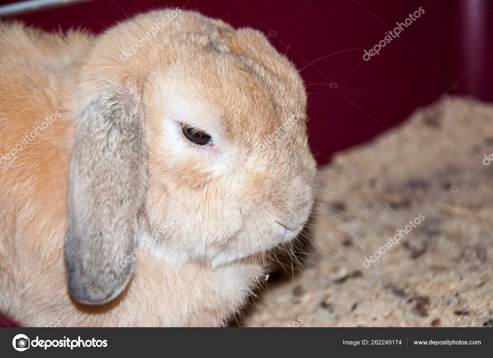 Rabbit Lop Eared Sheep — Stock Photo © YAYImages #262249174