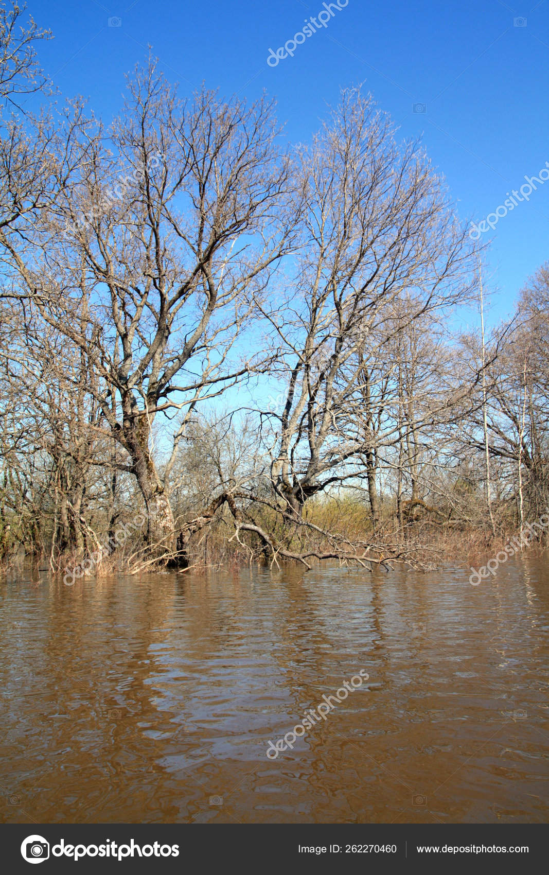 Flood Oak Wood — Stock Photo © YAYImages #262270460
