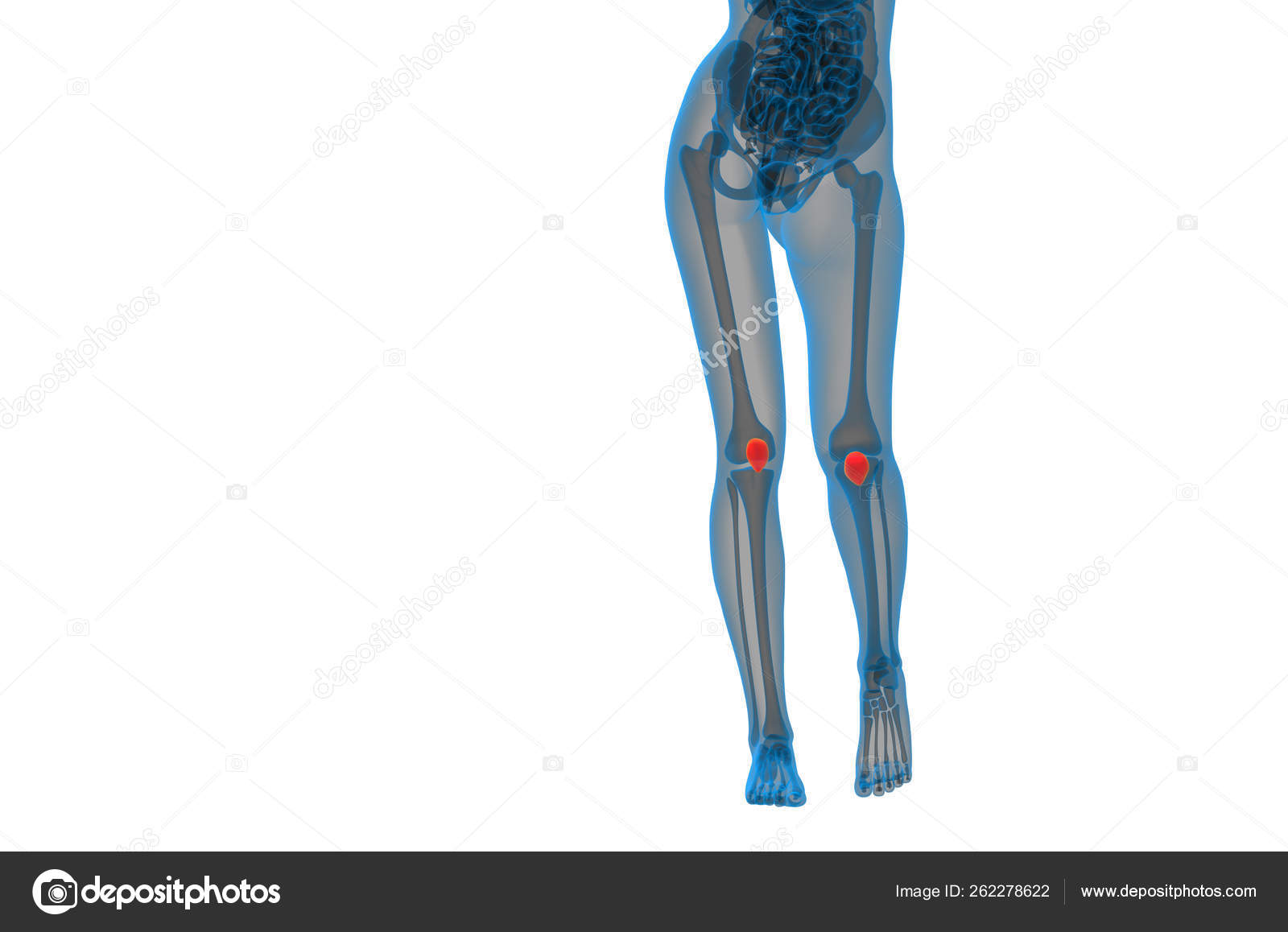 Render Medical Illustration Patella Bone Front View Stock Photo by ...
