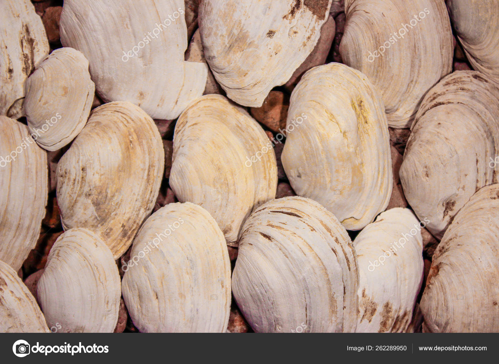 Collection White Seashells Background Stock Photo by ©YAYImages 262289950