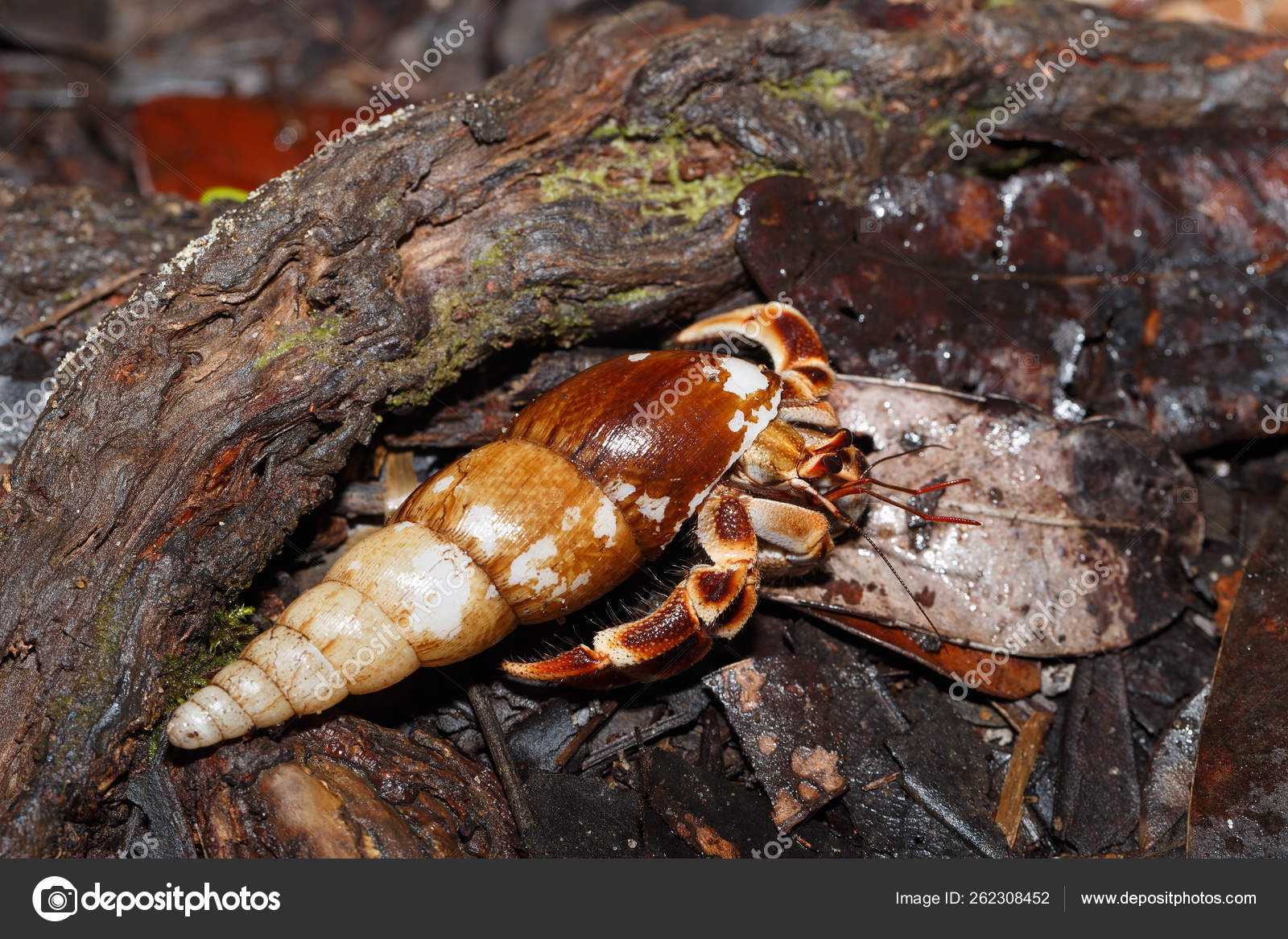 Close Hermit Crab Sea Shell Natural Habitat Masoala National Park Stock ...