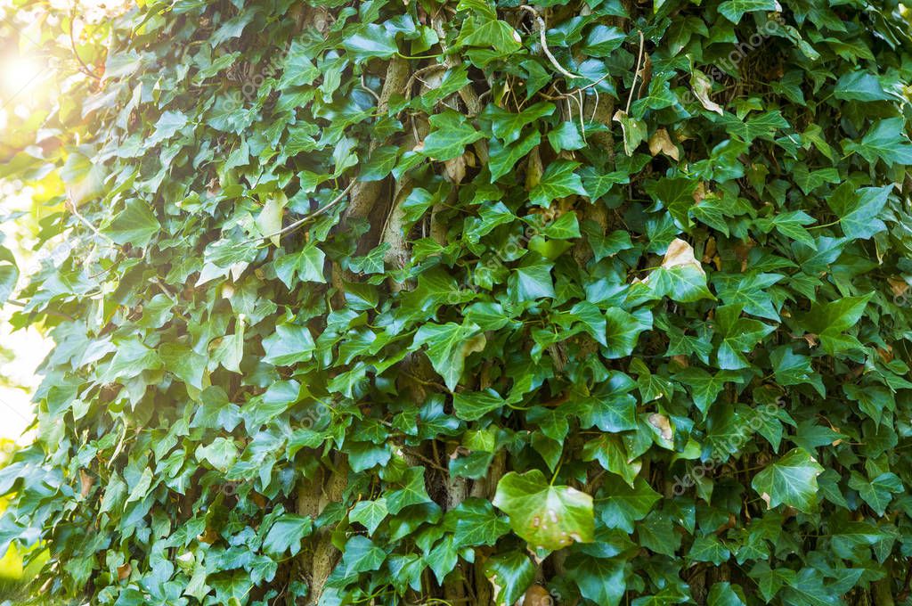 Una imagen de fondo de un rbol revestido de hiedra con rayos de sol 2024