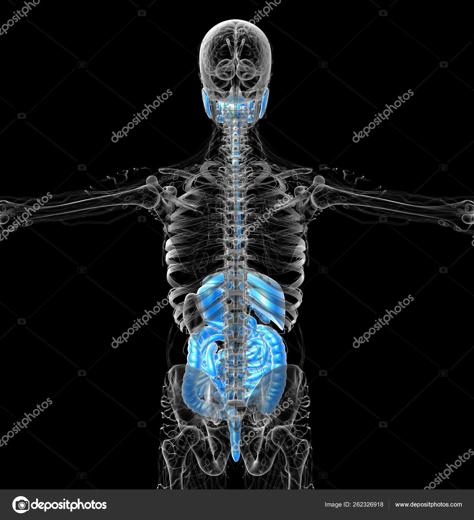 Render Medical Illustration Human Digestive System Back View Stock ...
