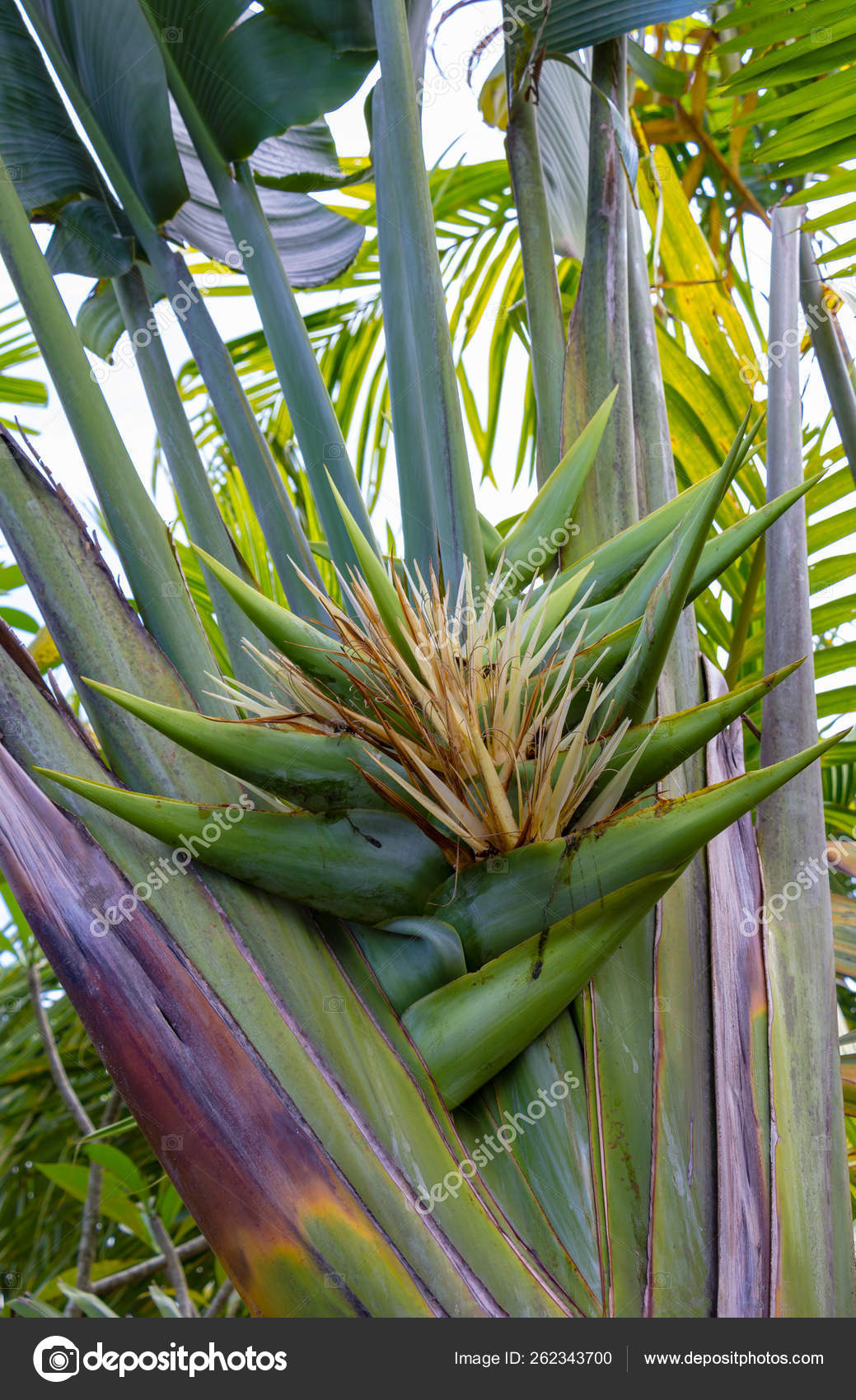 Ravenala Blossom Traveller's Tree Stock Photo by ©YAYImages 262343700
