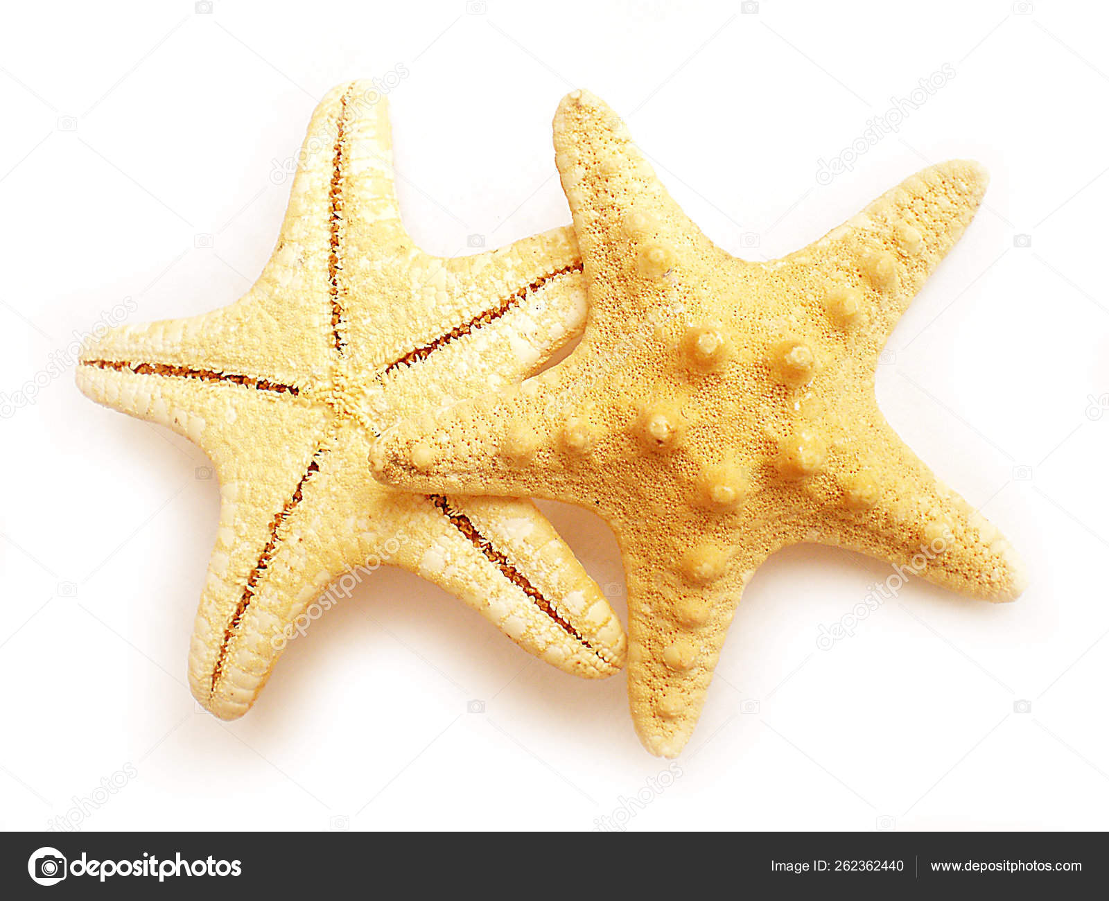 Star Fish Isolated White Background Stock Photo by ©YAYImages 262362440