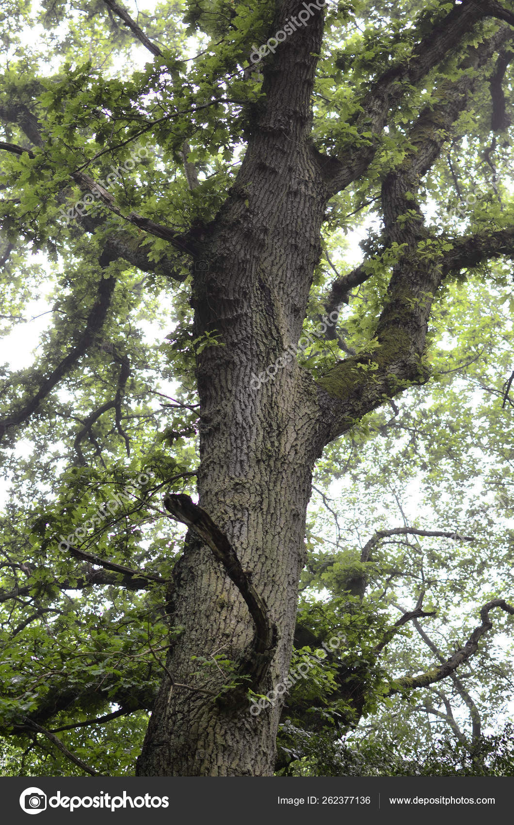 Close Shoot Old Oak Tree — Stock Photo © YAYImages #262377136