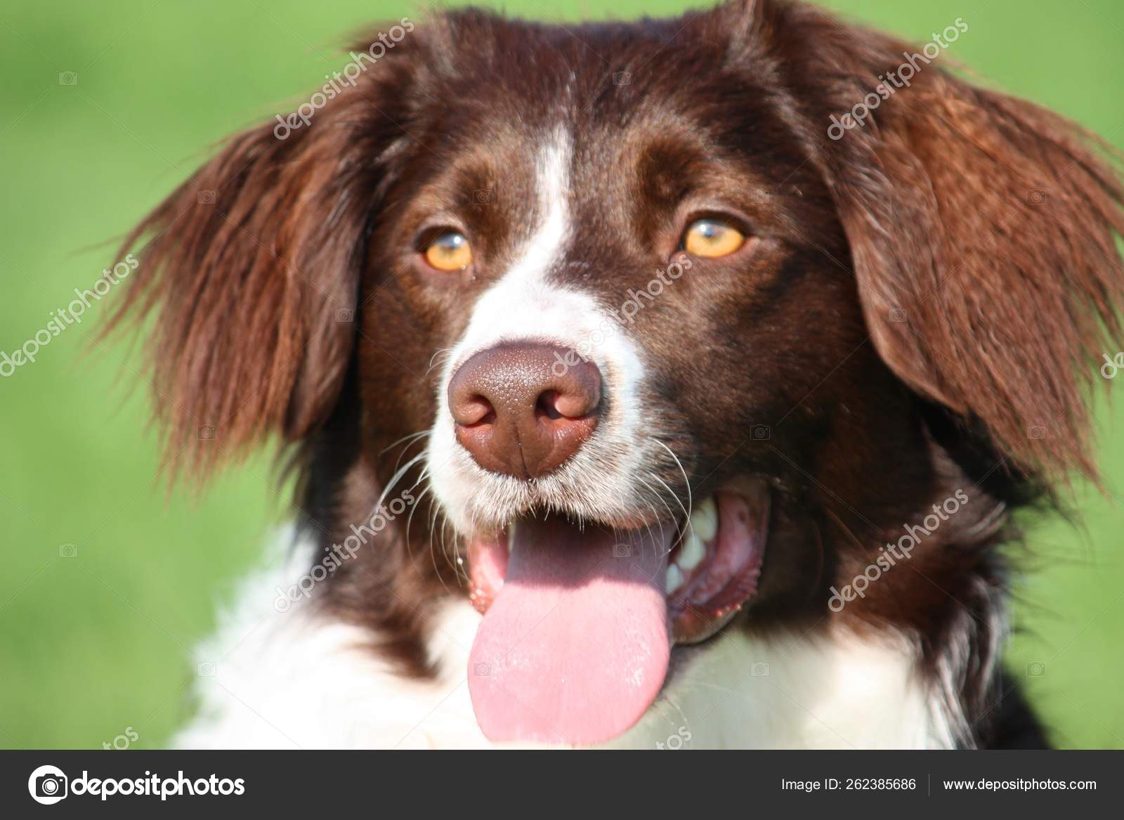 Spaniel Border Collie Mix