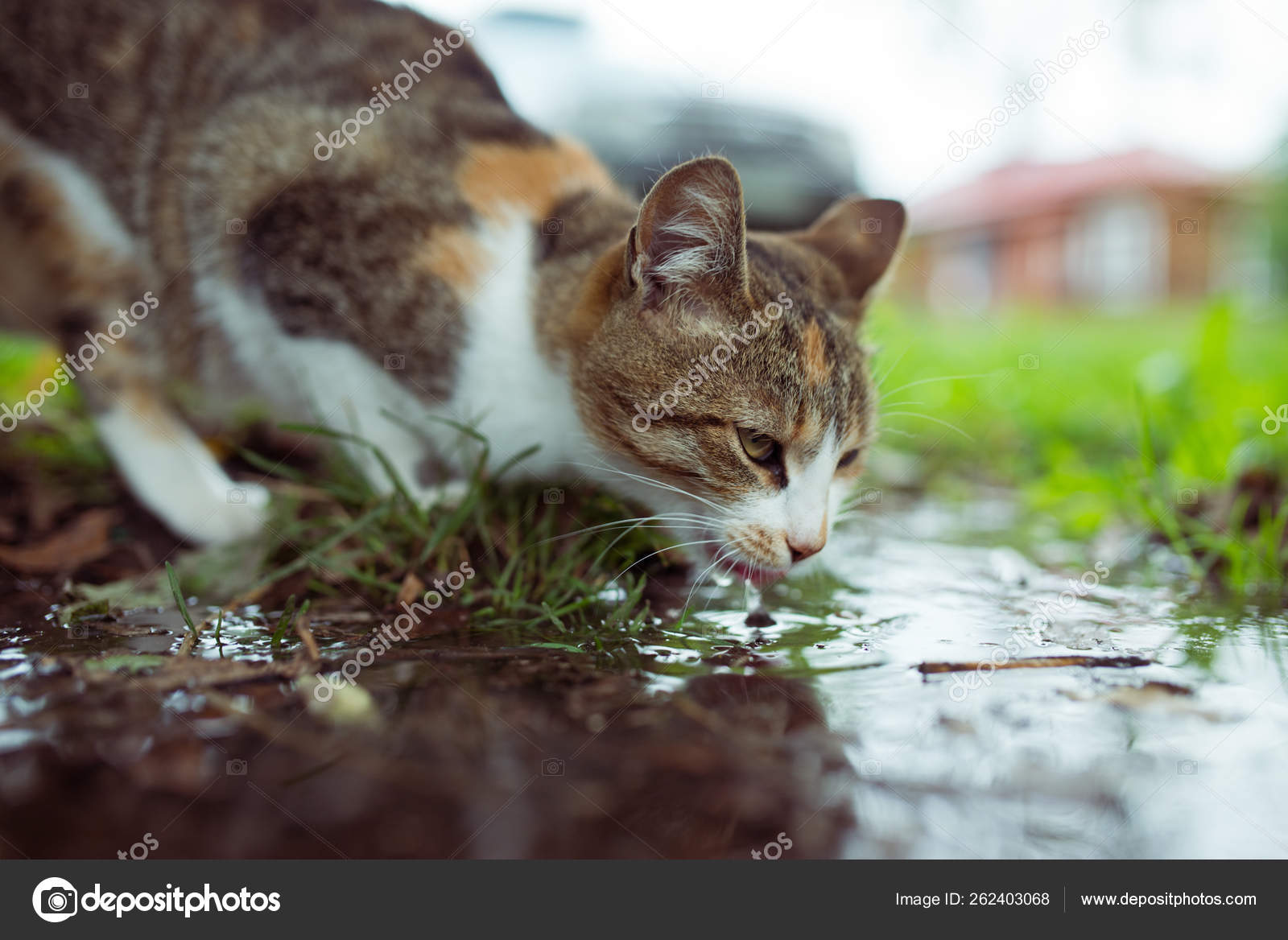Stray Cat Drinking Water Puddle Stock Photo by ©YAYImages 262403068