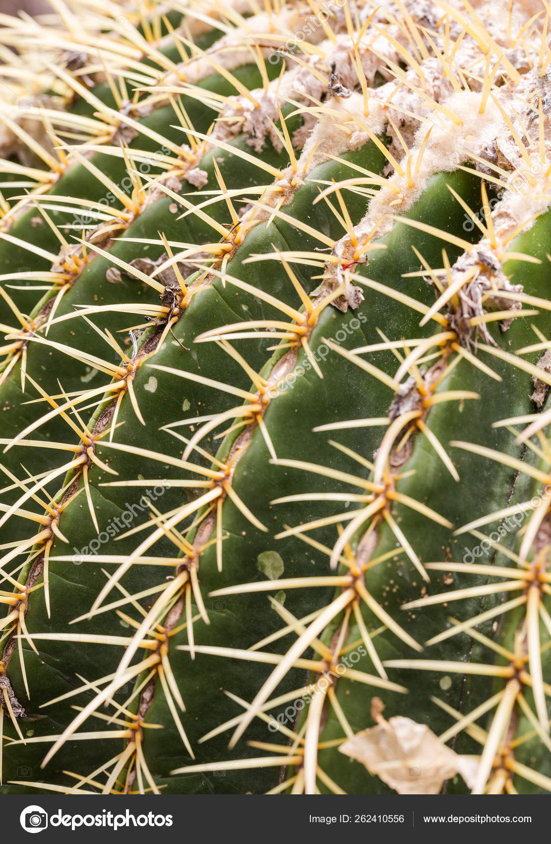 Extreme Close Sharp Cactus Spikes Desert Plants Full Frame Vertical ...