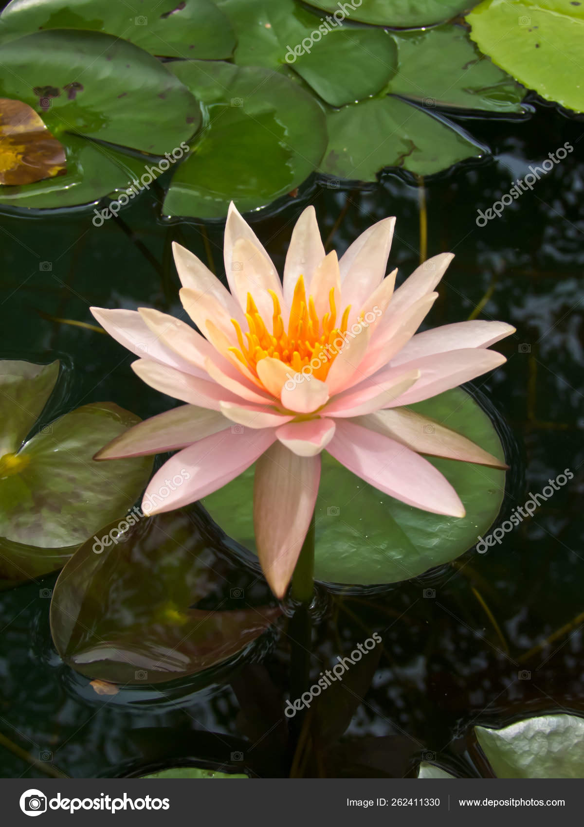 Bright Beautiful Roseum Plenum Lotus Flower Sunshine Close Stock Photo ...
