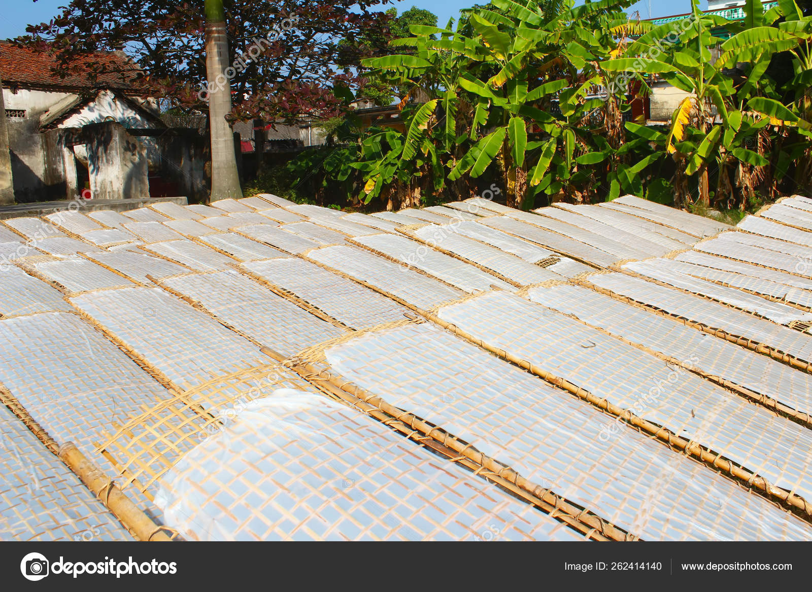 Traditionally Made Rice Paper Drying Sun Vietnam Stock Photo by ...