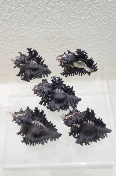 Beautiful Marine Sea Shells Stock Photo by ©YAYImages 261631070