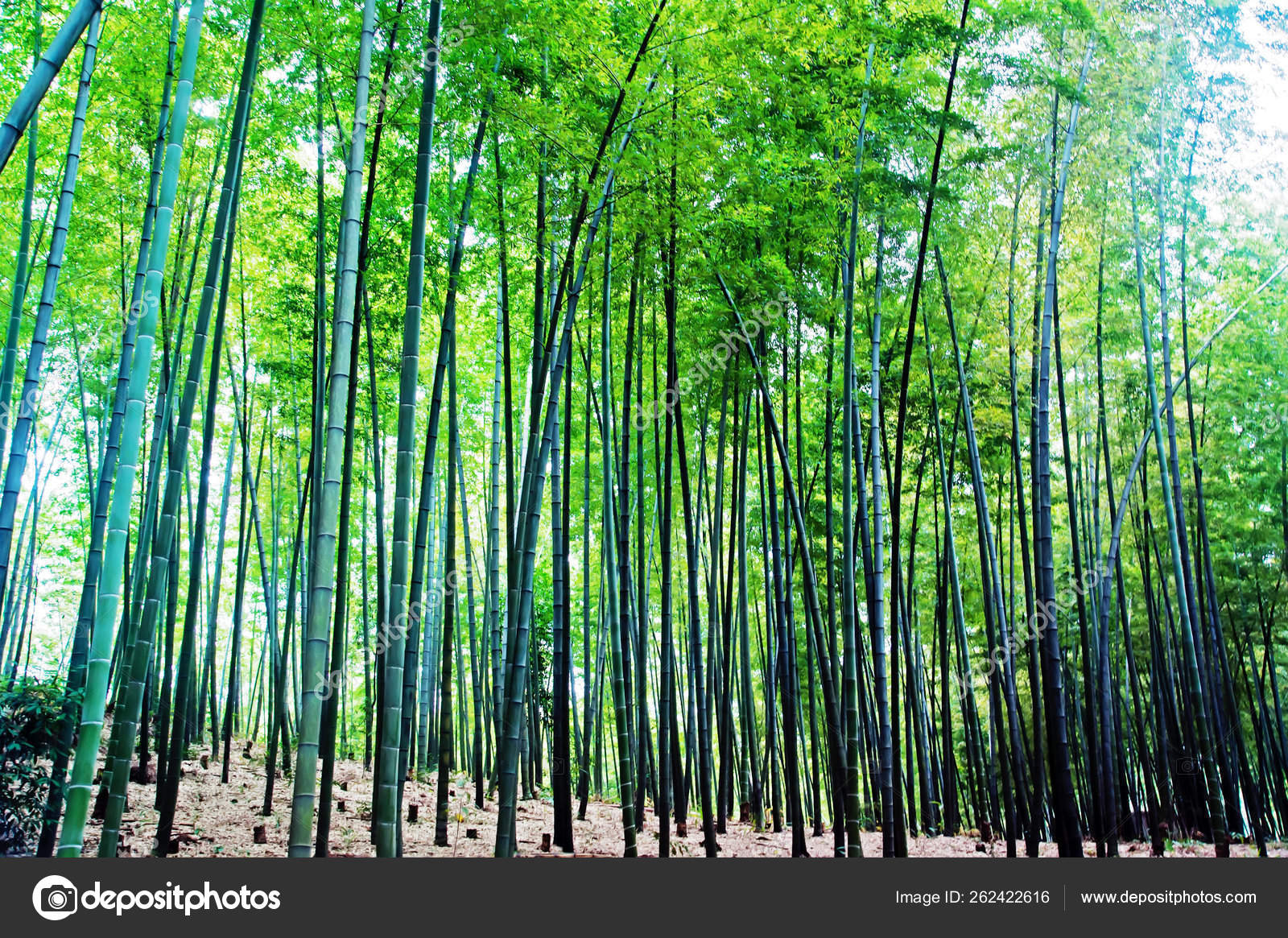 Bamboo Grown Southern Provinces Mainland China Stock Photo by ...