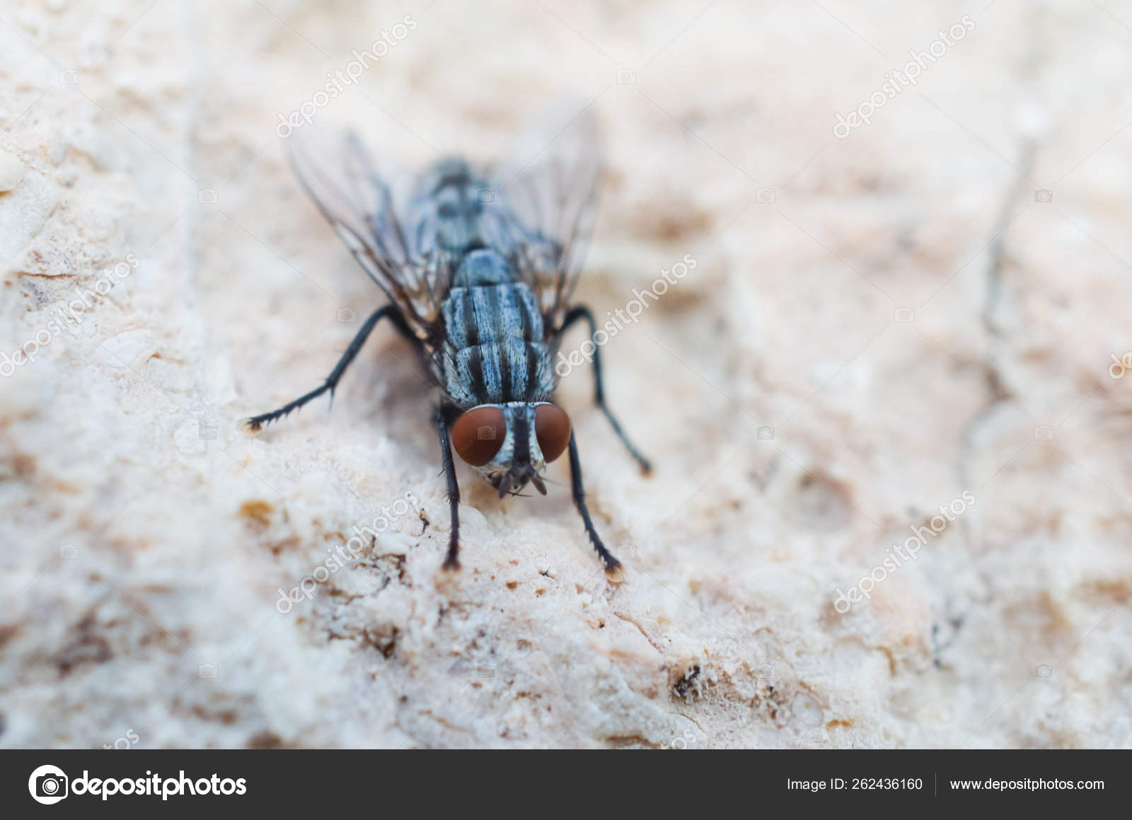 Hairy House Fly Sitting Stone — Stock Photo © YAYImages #262436160