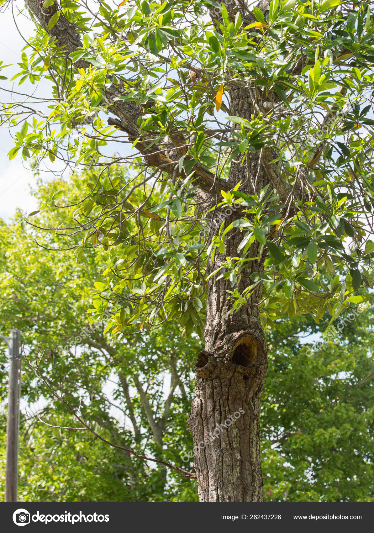 Appears Tree Lookout — Stock Photo © YAYImages #262437226