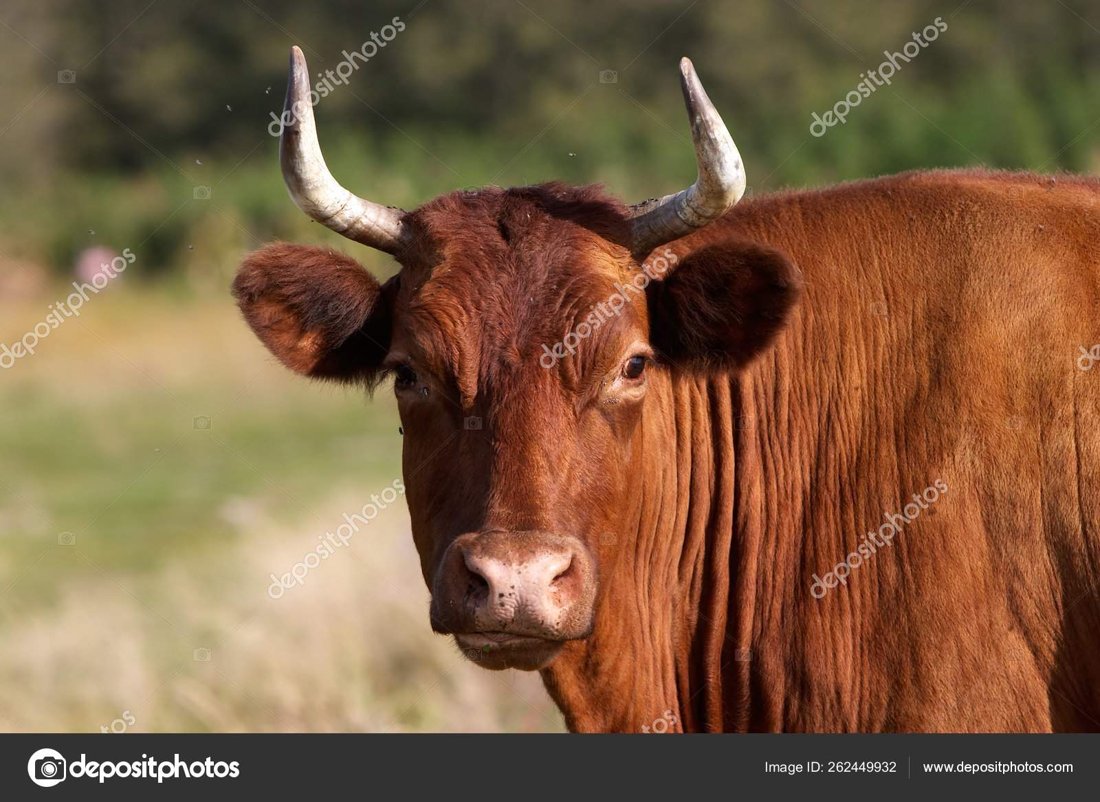Portrait Brown Cow Stock Photo by ©YAYImages 262449932