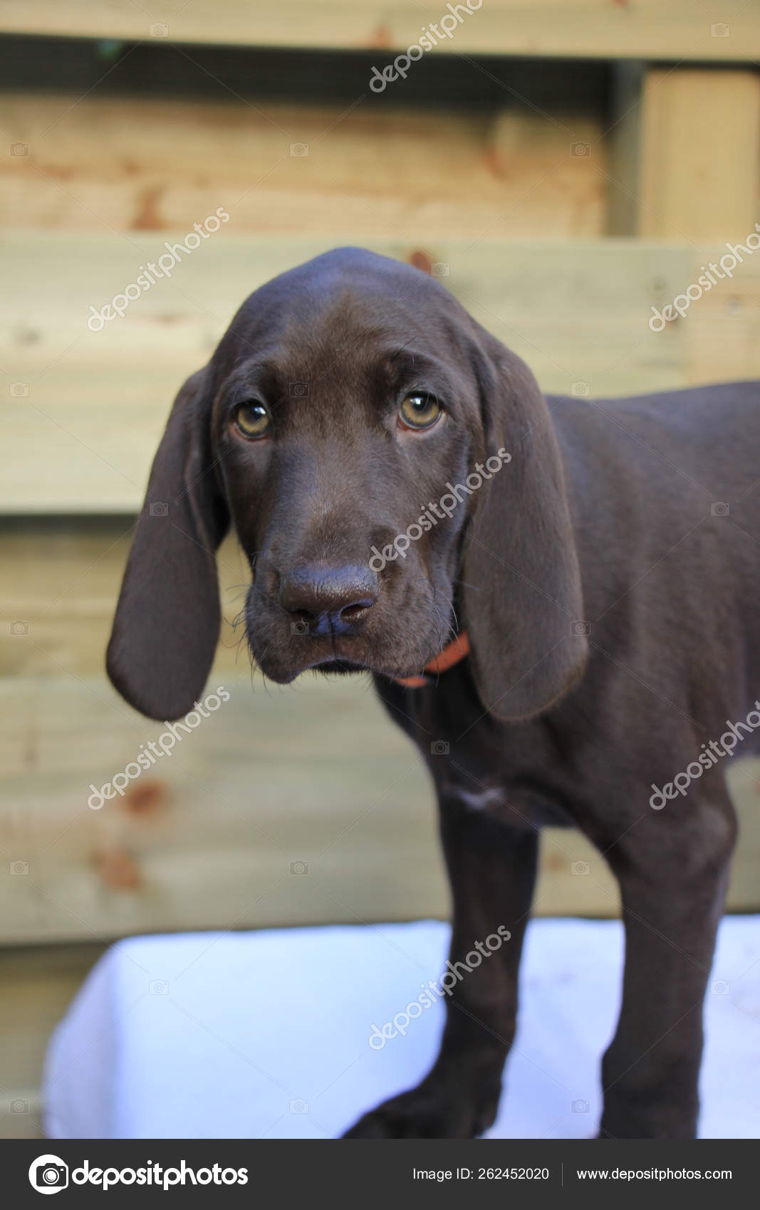 Solid Brown German Shorthaired Pointer