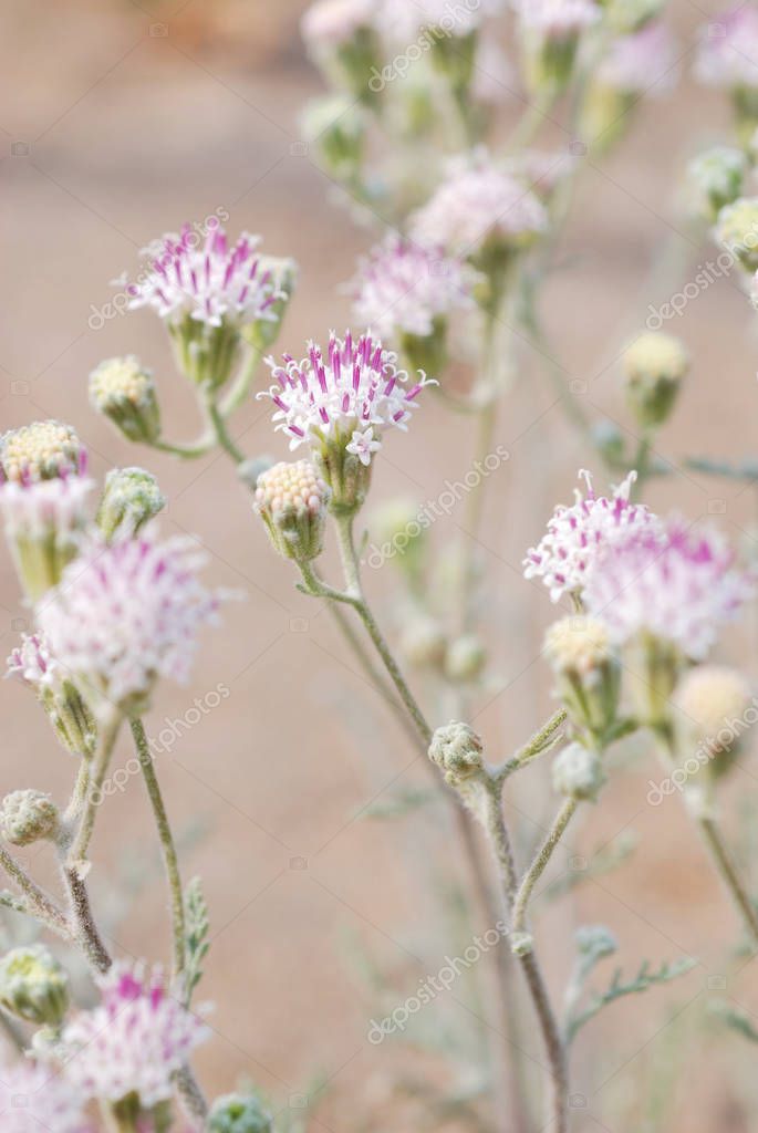 Flor silvestre del centro de Oregón, Doncella Dusty o Chaenactis Hoary ...