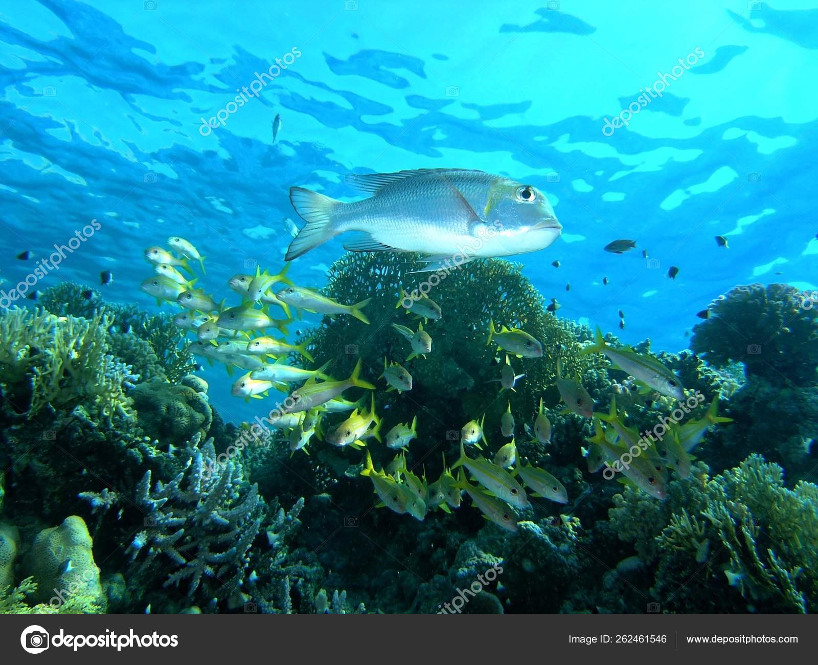Shoal Fish Reef Red Sea — Stock Photo © YAYImages #262461546