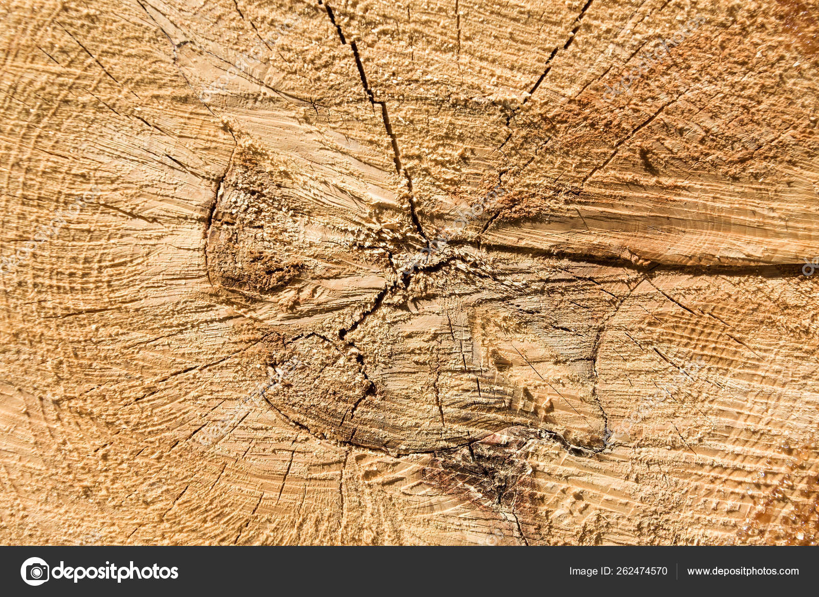 Natural Wood Texture Cut Tree Trunk Close Stock Photo by ©YAYImages ...