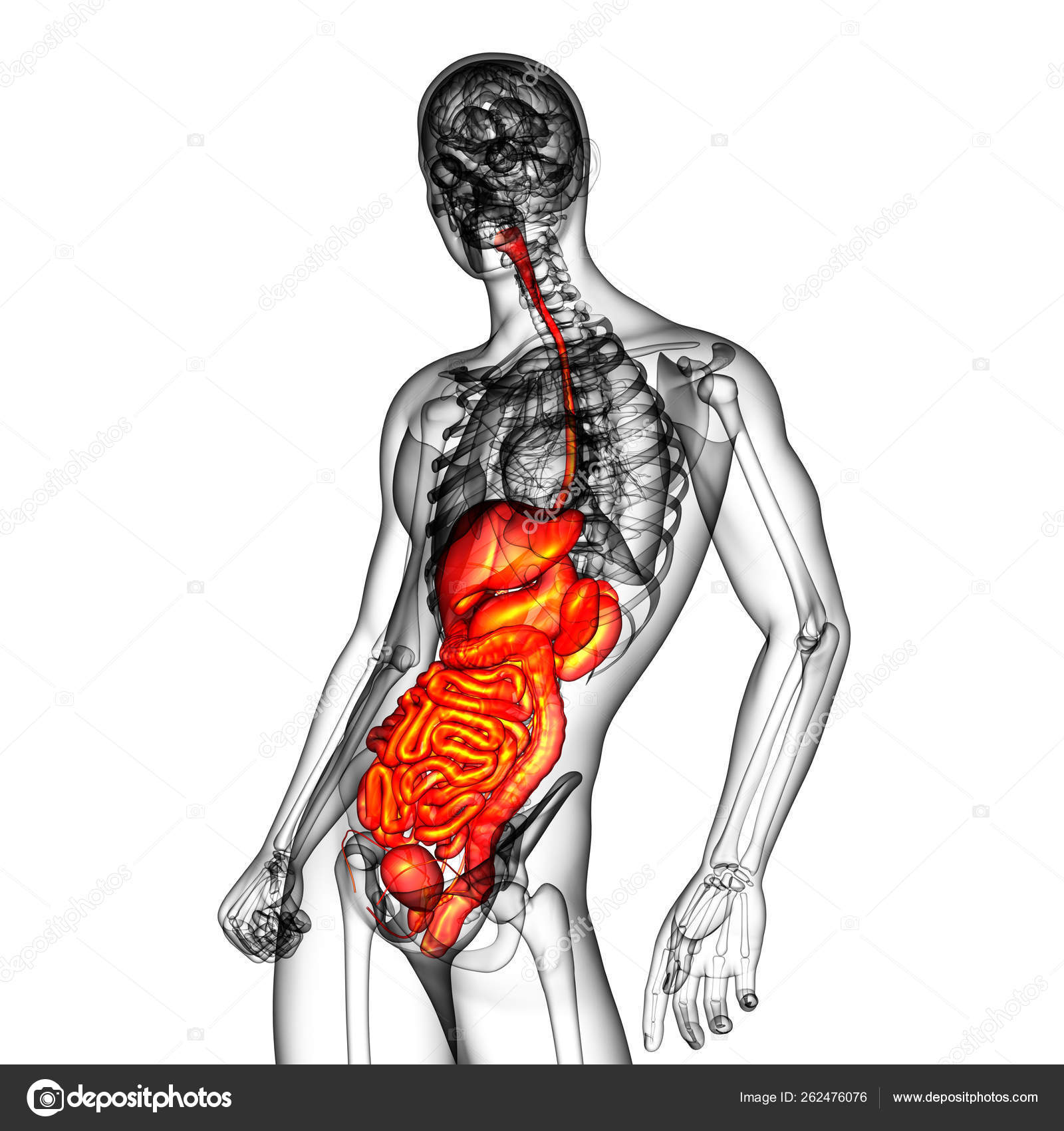 Render Medical Illustration Human Digestive System Side View Stock ...