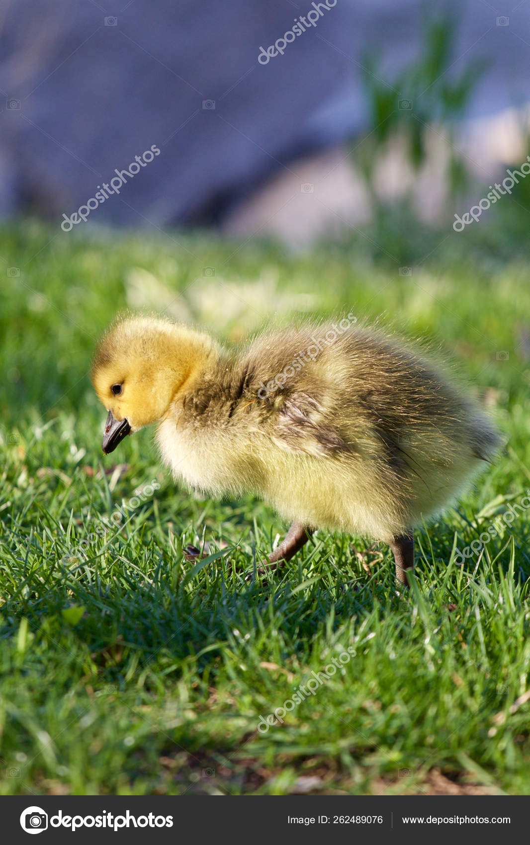 Very Cute Chick Background Stock Photo by ©YAYImages 262489076
