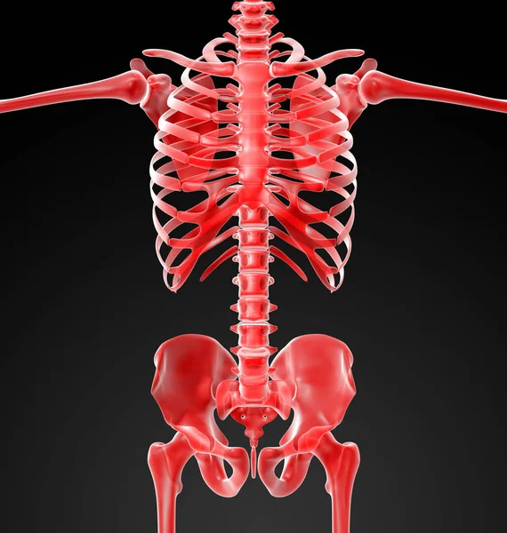 Rendered Red Skeleton Back View Stock Photo by ©YAYImages 258711300