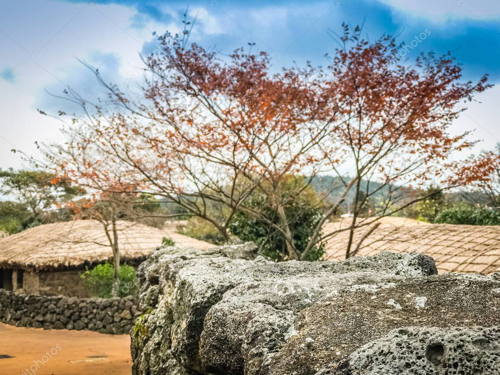 Arce rojo en Seongeup Folk Village, Isla de Jeju, Corea 2022