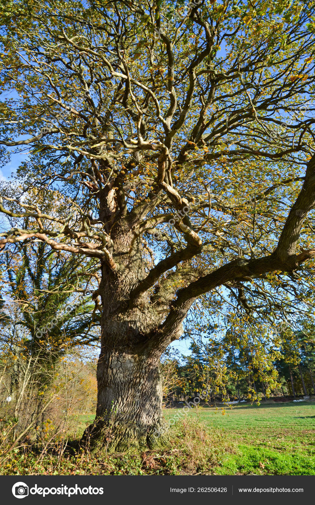 Mighty Oak Tree Swedish Island Oland Stock Photo by ©YAYImages 262506426