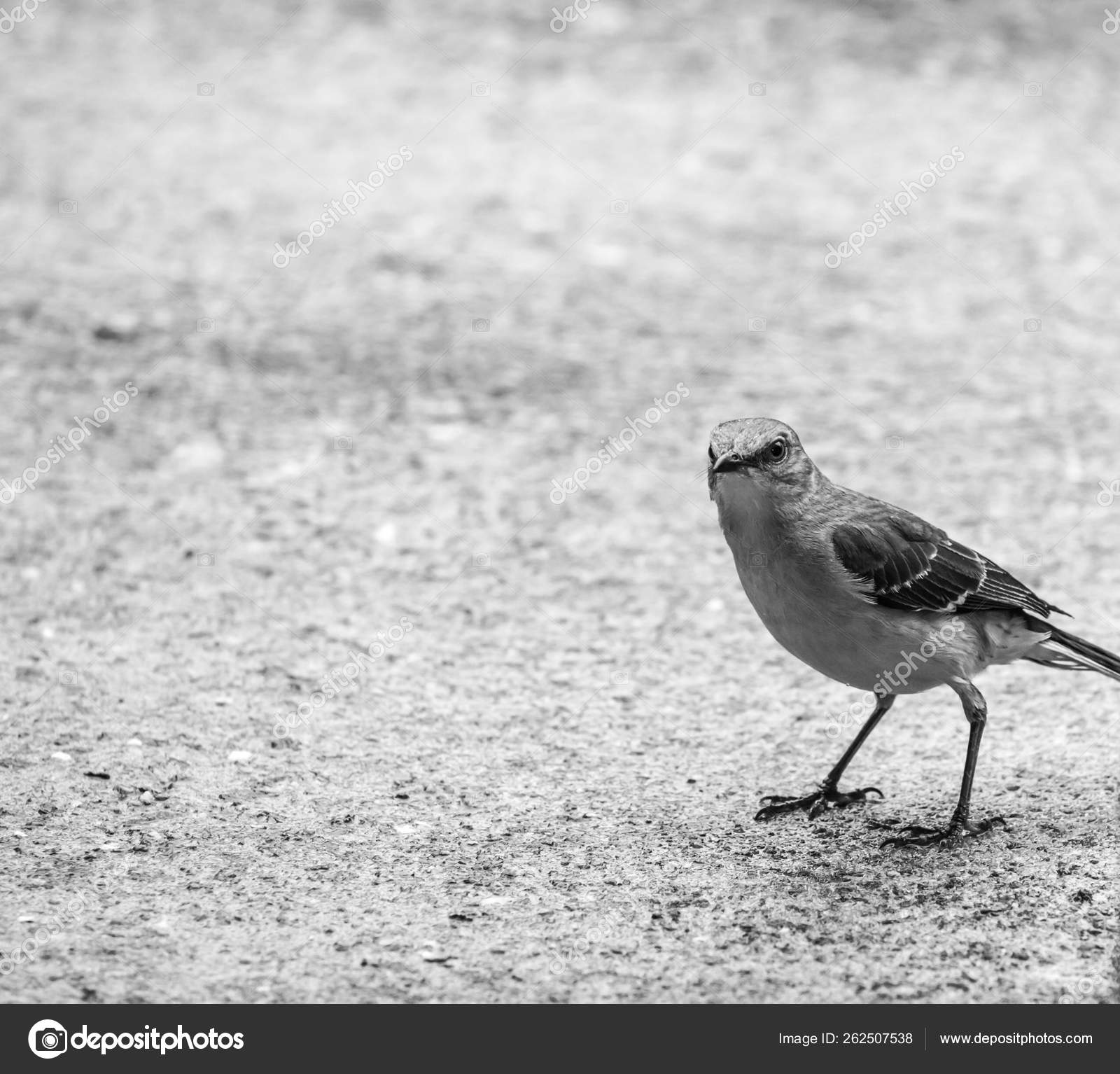 Norther Mocking Bird Eating Bugs Driveway Rain Stock Photo by ...
